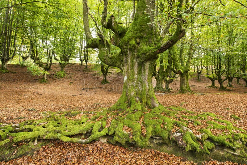 Old Beech Forest in Bizkaia, Basque Country, Spain. Stock Image - Image ...