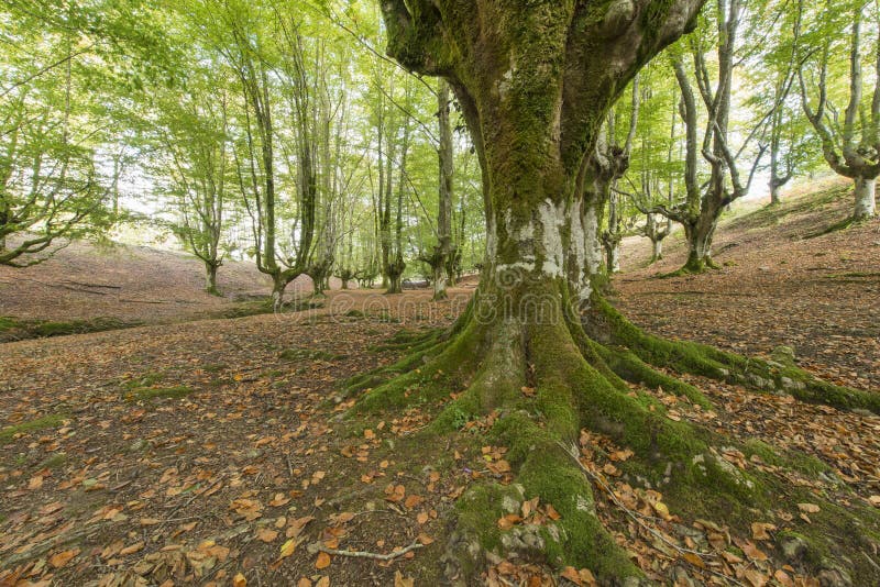 Old Beech Forest in Bizkaia, Basque Country, Spain. Stock Image - Image ...