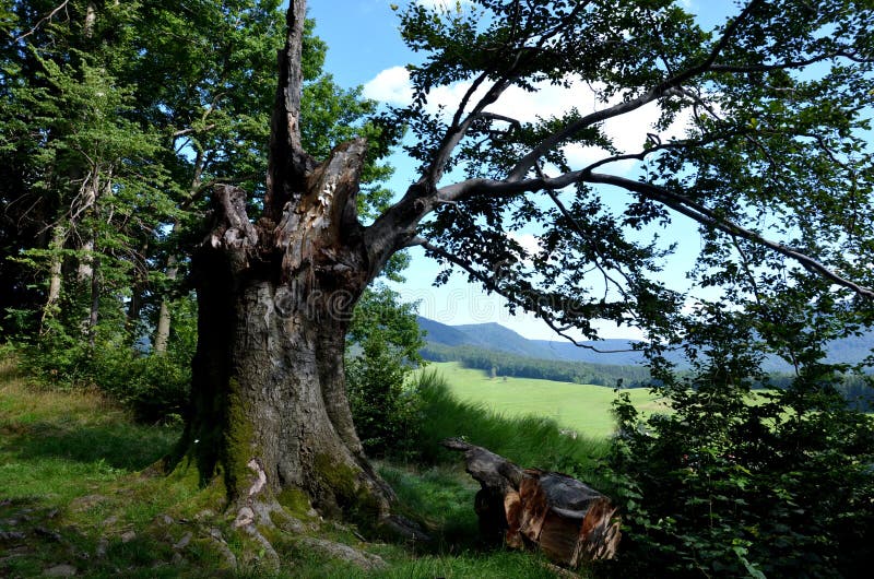 Deadwood in Beech-fir Forest Reserve Stock Image - Image of growth ...