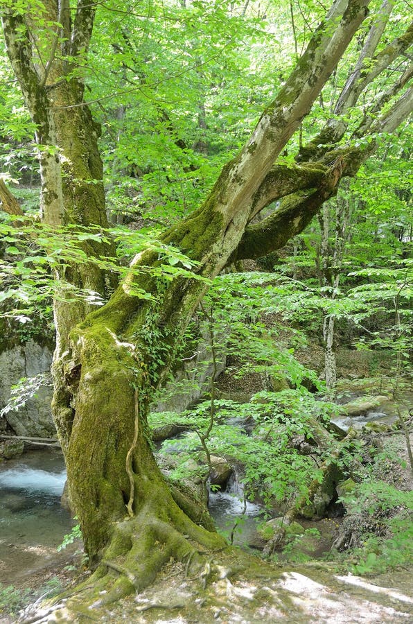 Old Beech in the Spring Crimean Forest Stock Image - Image of spring ...