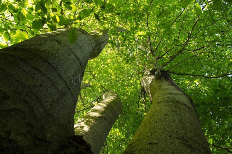 An old beech tree stock image. Image of environment, fine - 92606335