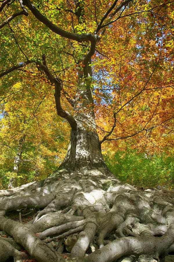 Old Beech Tree with Nice Roots Stock Image - Image of roots, light ...