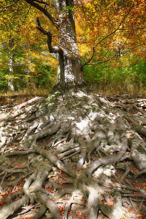 Old Beech Tree with Nice Roots Stock Image - Image of beauty, wood ...