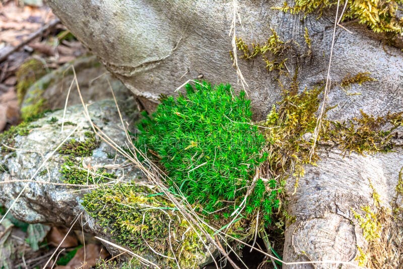 Old Beech Tree Stump in the Forest Stock Photo - Image of tree, ground ...