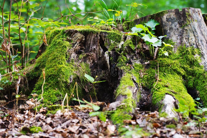 Old Beech Tree Stump in the Forest Stock Photo - Image of beautiful ...