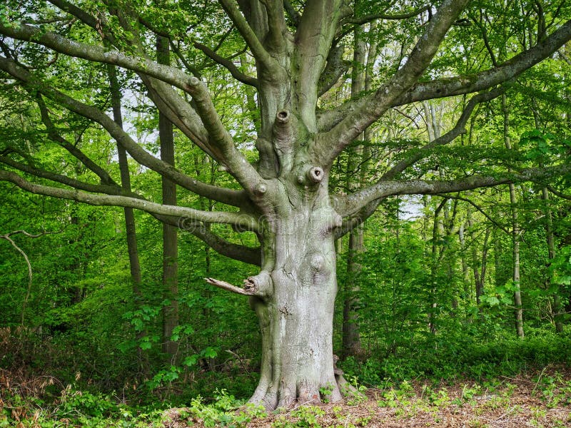 Old Beech Tree Trunk in Spring Stock Image - Image of foliage, trunk ...
