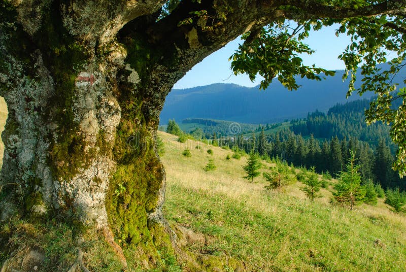Old Beech Tree in Mountains Stock Image - Image of natural, leafless ...