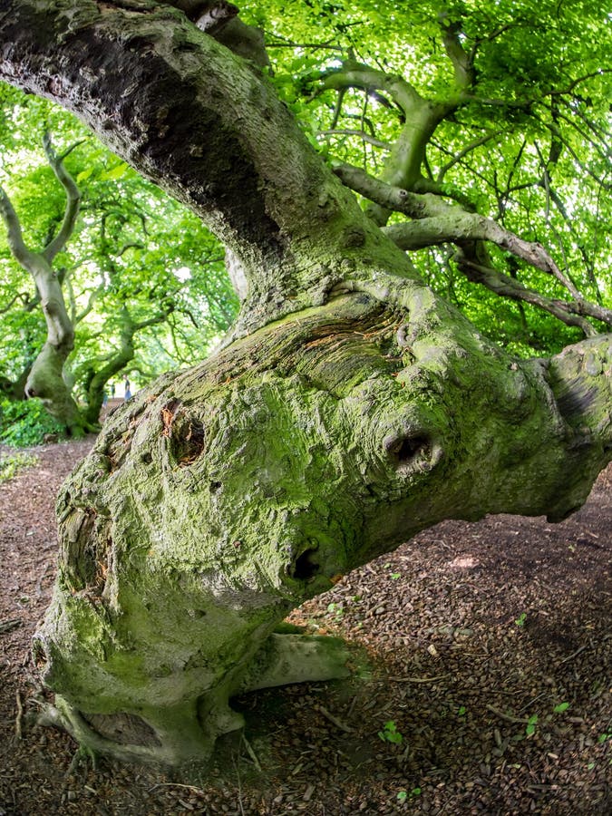 Old beech tree in the wood stock photo. Image of outdoor - 99057168