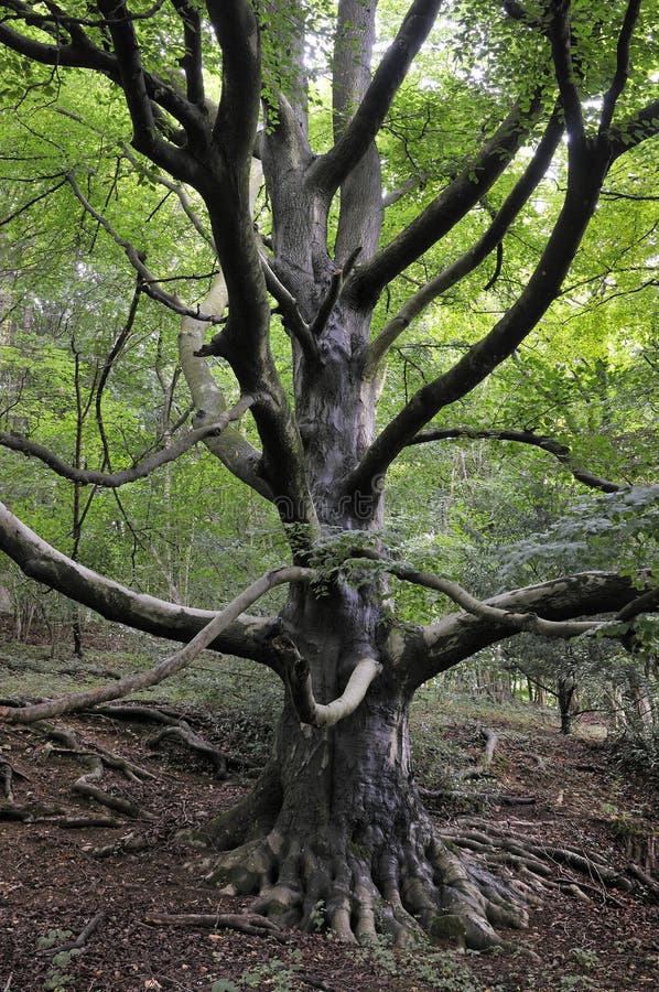 Old Beech Tree stock image. Image of vertical, trunk - 33768091