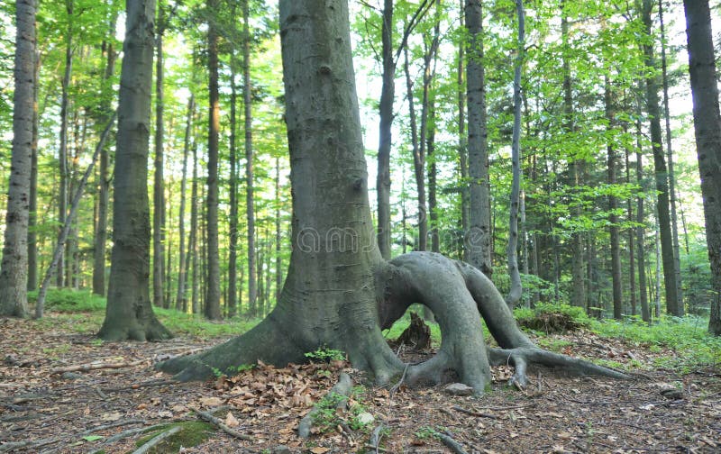 Old beech trees forest stock image. Image of carpathians - 177459829