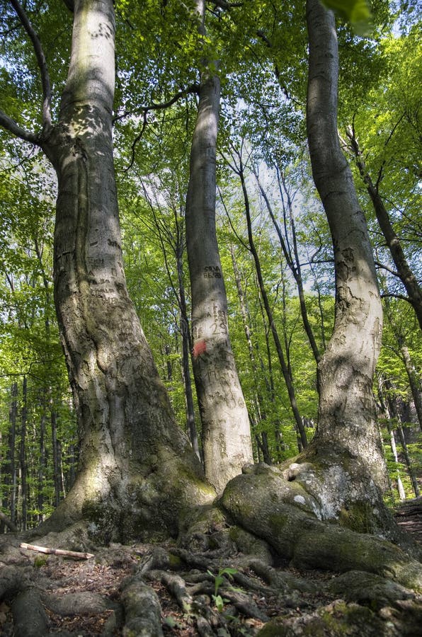 Beeches stock photo. Image of autumnal, branches, green - 80617180
