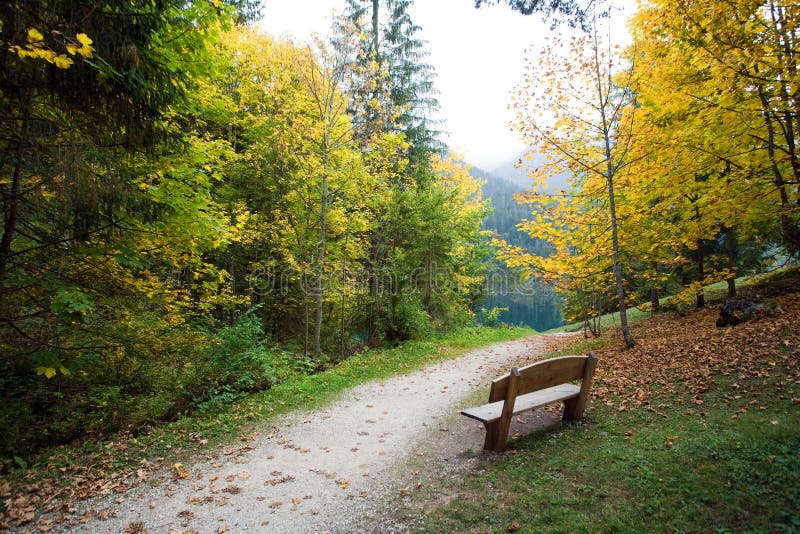 Bench in the park stock photo. Image of tree, nature - 13421638