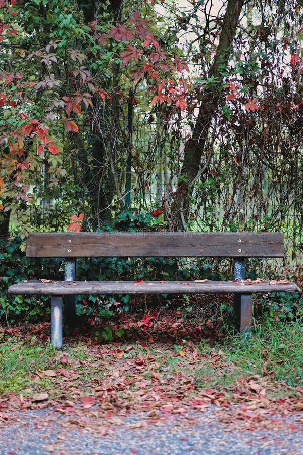 Old bench in a fall forest stock photo. Image of trees - 261539636