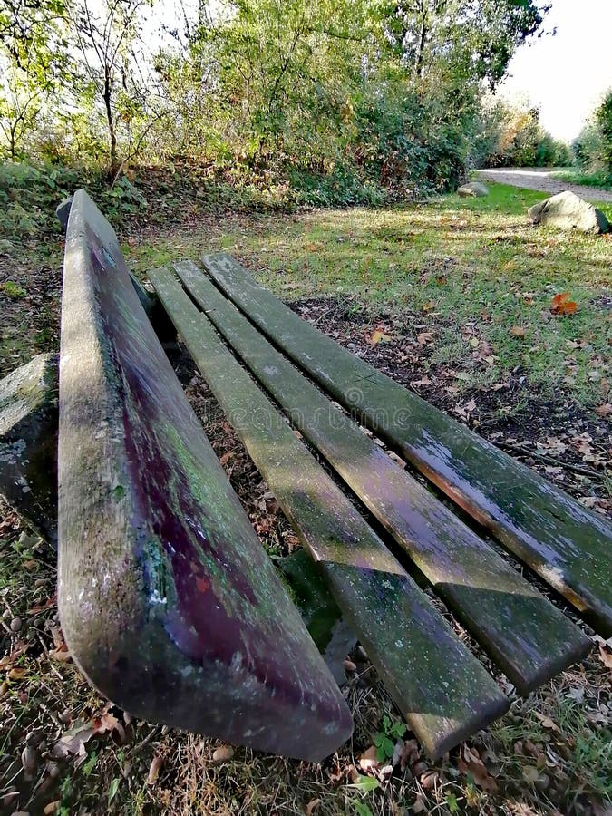 Old bench in park stock photo. Image of trees, park - 160321422
