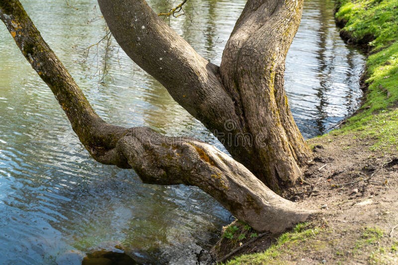 An Old Bent Tree that Grows on the Shore of a Pond with Beautiful Roots ...