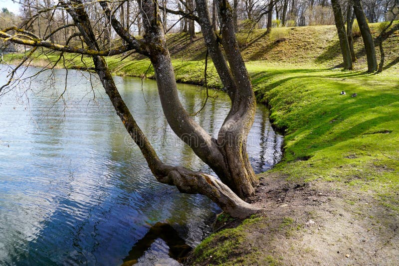 An Old Bent Tree that Grows on the Shore of a Pond with Beautiful Roots ...
