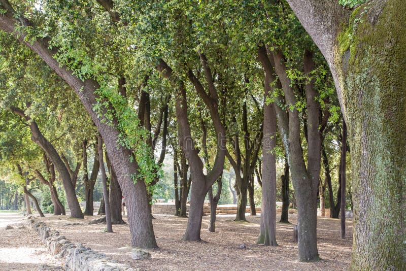 Old Bent Trees Outside Pompeii Stock Photo - Image of pompeii, ruins ...