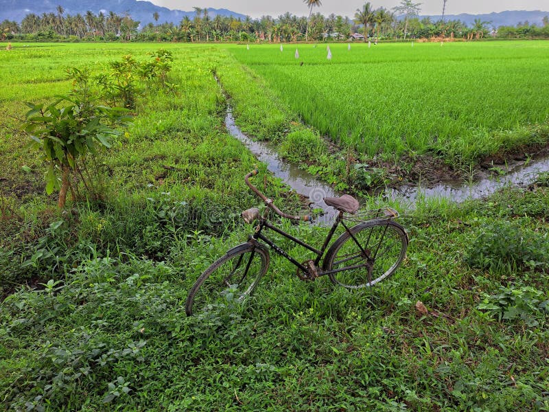 Old Bicycle on the Edge of the Rice Field & X28;field& X29; Stock Photo ...