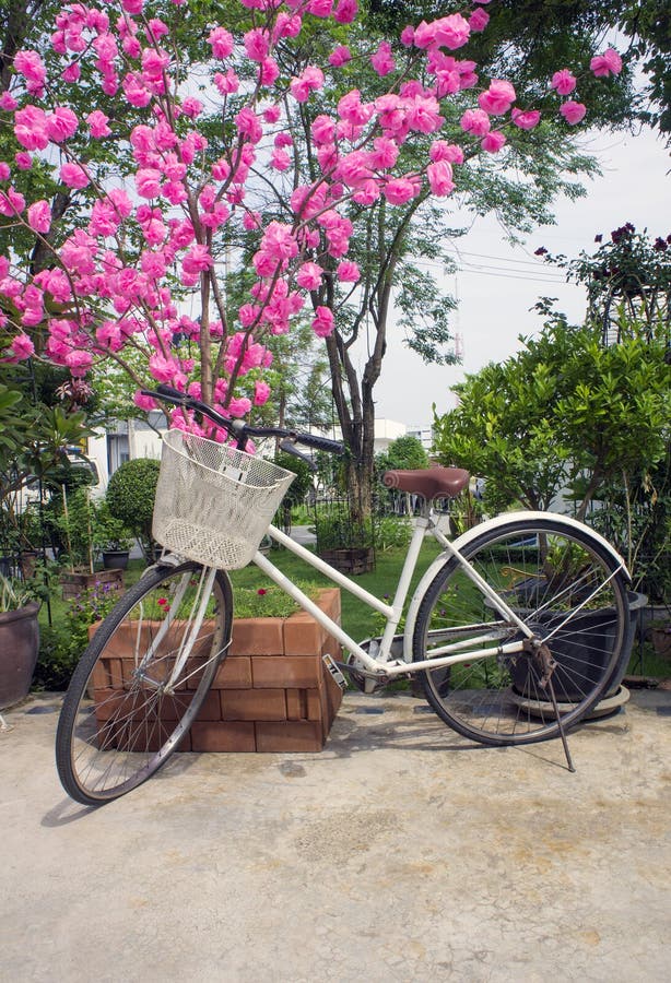 Old Bicycle Near Blossoming Tree Cherry in Springtime Stock Photo ...