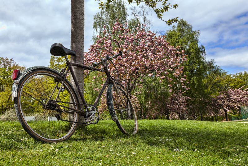 Old Bicycle in a Park in Spring Stock Photo - Image of rusty, trunk ...
