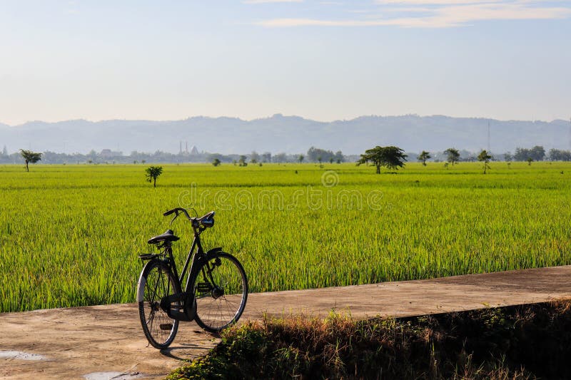 Old Bicycle with Rice Fields in the Background Editorial Photography ...