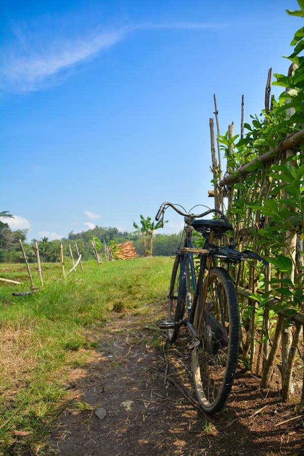 An Old Bicycle that is Very Helpful for Farmers Planting Rice in the ...
