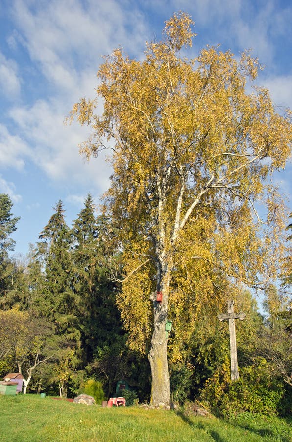 Big old birch tree stock image. Image of background, beech - 39193311