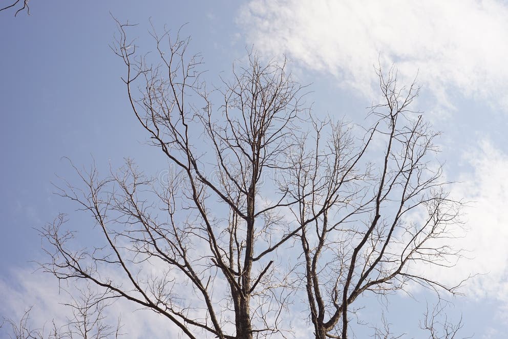 Old Big Bare Tree in Blue Sky with White Clouds Stock Image - Image of ...