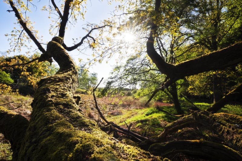 Old Big Fallen Oak Tree in Sunlight Stock Image - Image of contrast ...