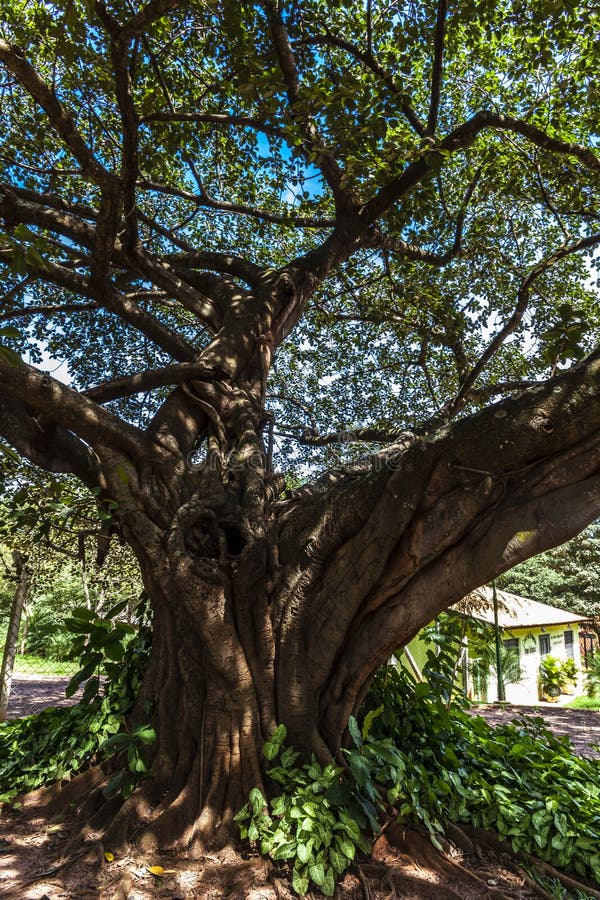 Old Big Fig Tree Ficus Insipida on Public Park Stock Image - Image of ...