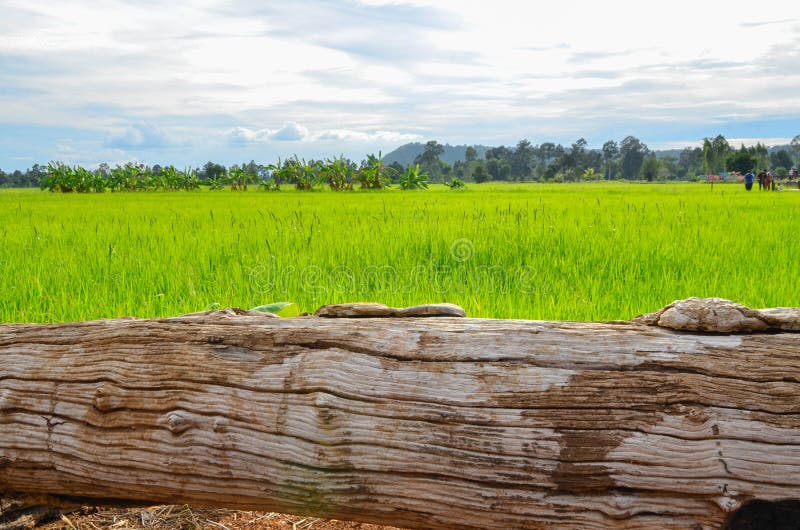 Old Big Log and Green Rice Field Stock Image - Image of farm ...
