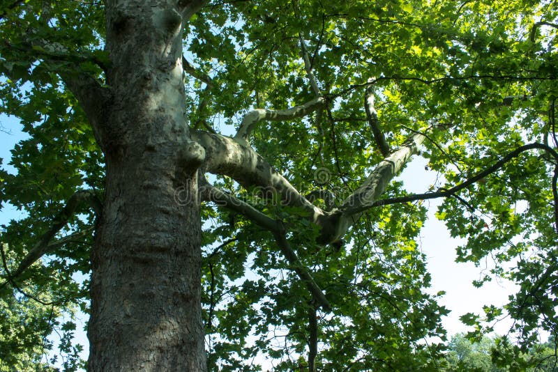 Old big maple stock photo. Image of maple, background - 101045292