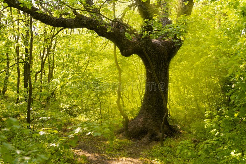 Old Big Oak in a Beautiful Forest Stock Image - Image of beautiful ...