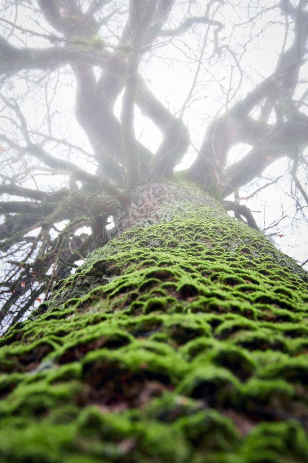 An Old Big Oak Tree in Fog, the Trunk Covered with Green Moss. Bottom ...