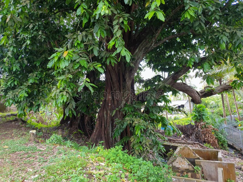 Old big parrot tree stock image. Image of woodland, plantation - 233446247