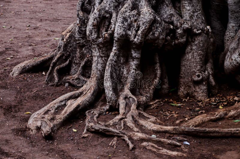 Old and Big Root of the Tree in the Ground Stock Image - Image of soil ...