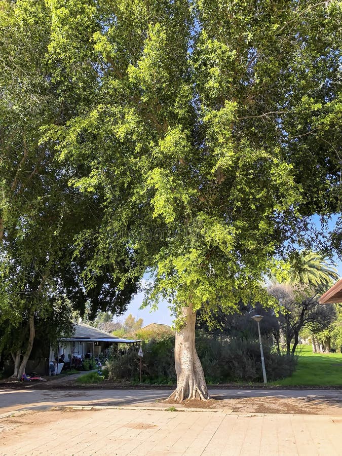 111 Sycamore Tree Israel Stock Photos - Free & Royalty-Free Stock ...