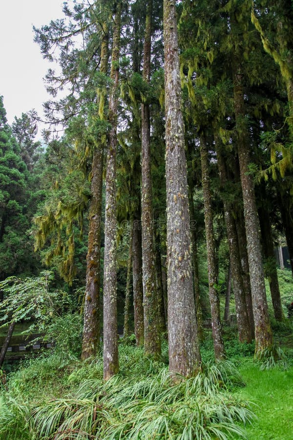 Old Big Tree at Alishan National Park Area in Taiwan Stock Photo ...