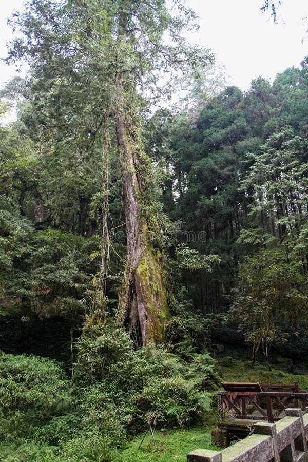 Old Big Tree at Alishan National Park Area in Taiwan Stock Photo ...