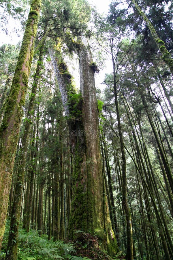 Old Big Tree at Alishan National Park Area in Taiwan Stock Image ...