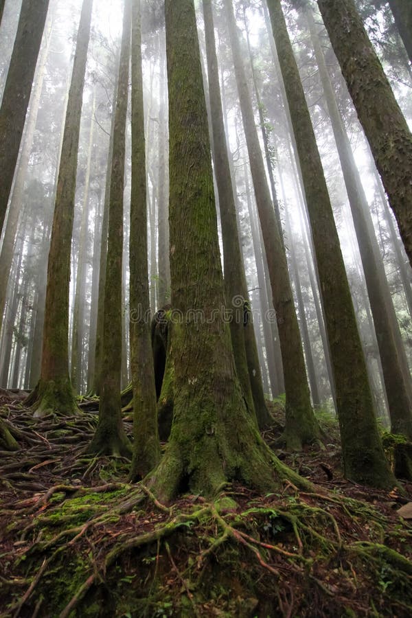 Old Big Tree at Alishan National Park Area in Taiwan Stock Photo ...