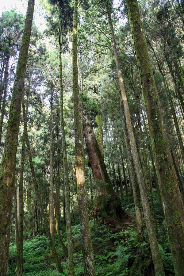 Old Big Tree at Alishan National Park Area in Taiwan Stock Image ...