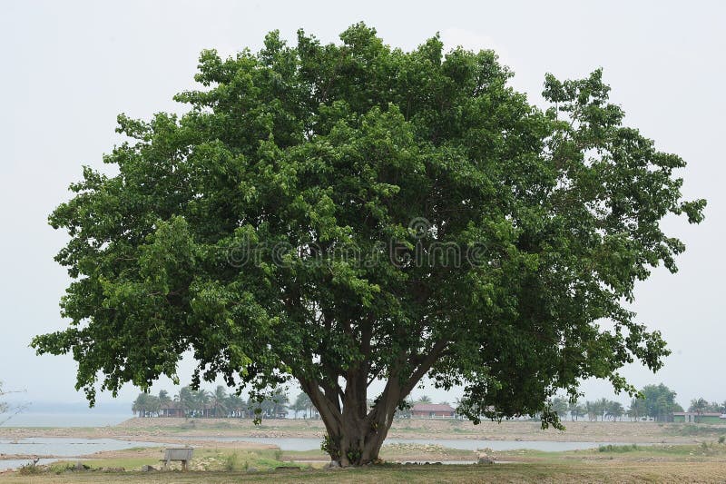 1,500+ Big blue tree Free Stock Photos - StockFreeImages