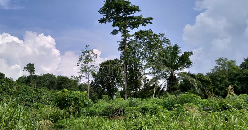 Old Big Tree from Borneo Jungle Stock Photo - Image of tree, jungle ...