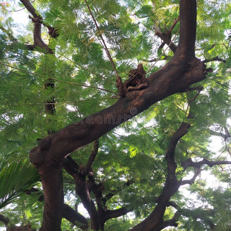 Old and Big Tree that Can Be Used for Shade Stock Image - Image of ...