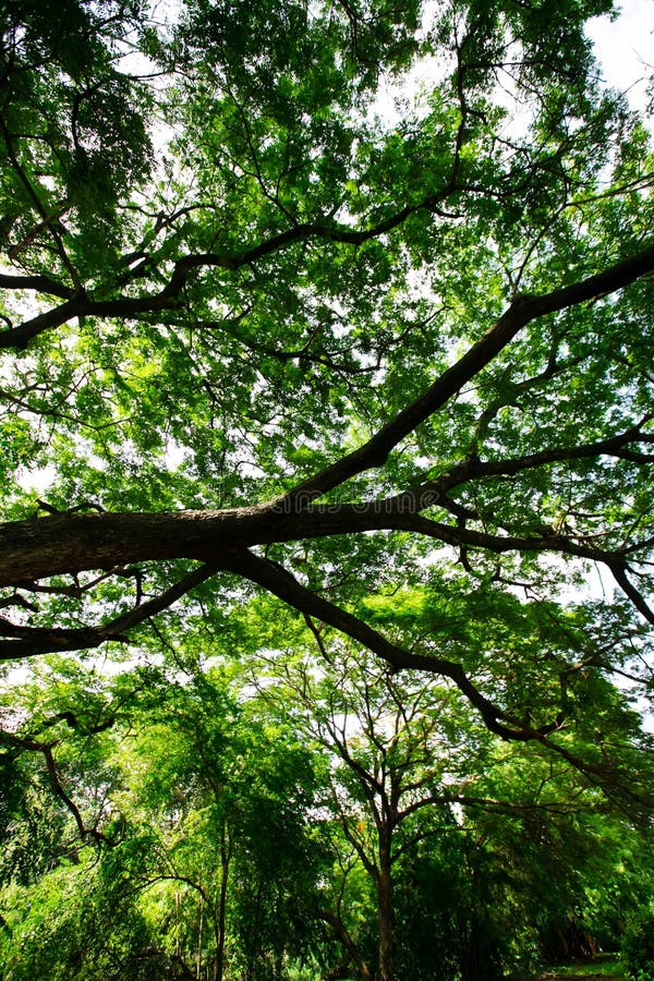 Old big tree stock photo. Image of rural, life, large - 95967872