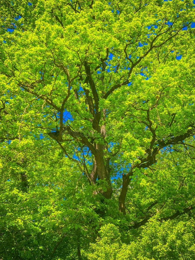Old Big Tree on Color Background with Blue Sky Stock Image - Image of ...