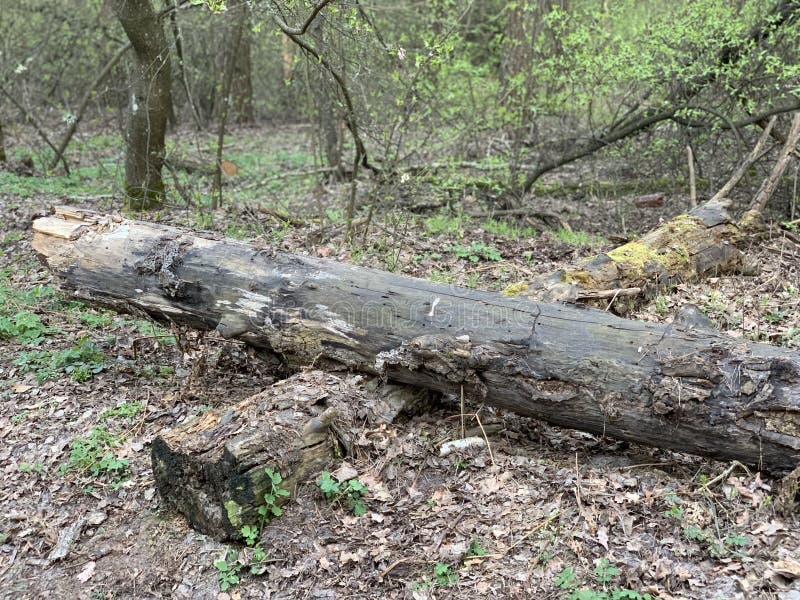An Old Big Tree Fell in the Forest. Two Parts of a Broken Tree Stock ...