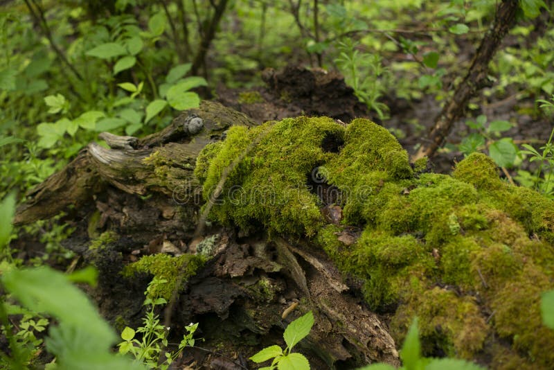 Old Big Tree in the Forest Overgrown with Moss Stock Photo - Image of ...