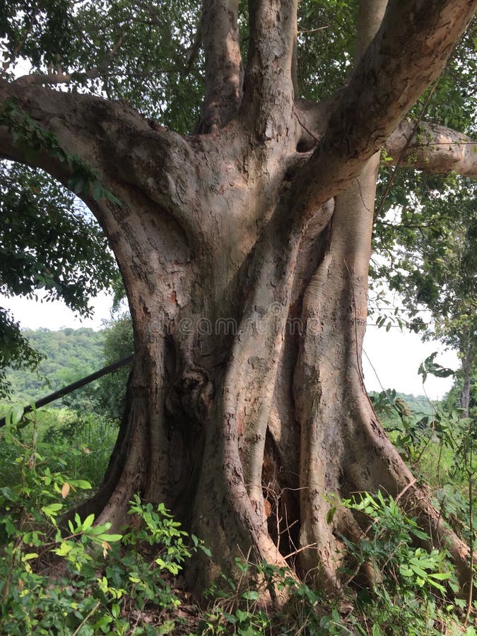 Old Tree More Than 100 Years Stock Image - Image of forest, tree: 145496263
